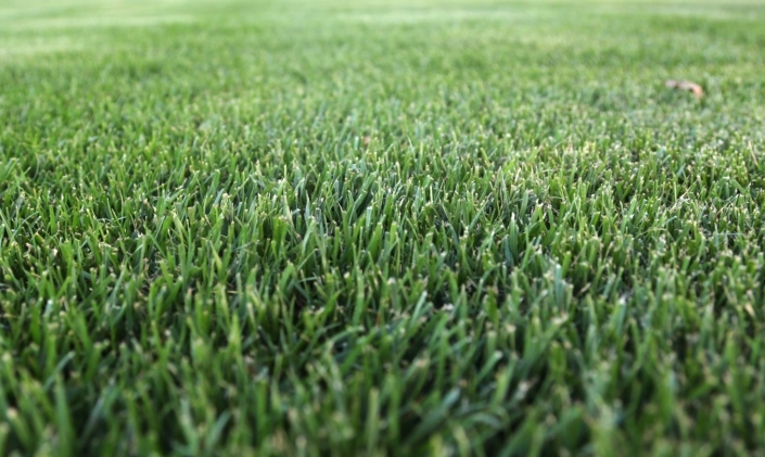 Instant Turf | Make The Right Choice For Your Lawn - StrathAyr