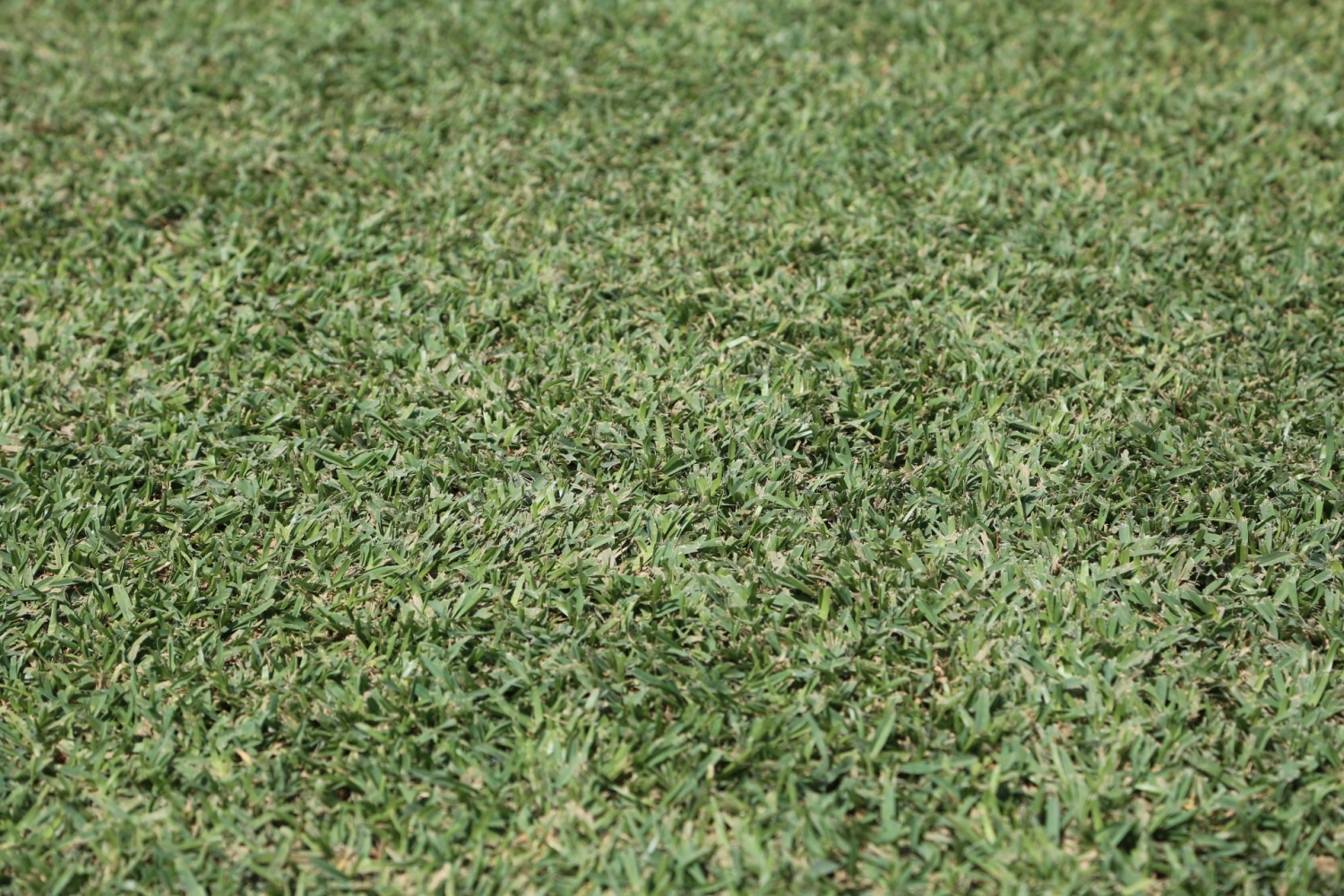 Sir Walter Buffalo DNA Certified Instant Turf - StrathAyr