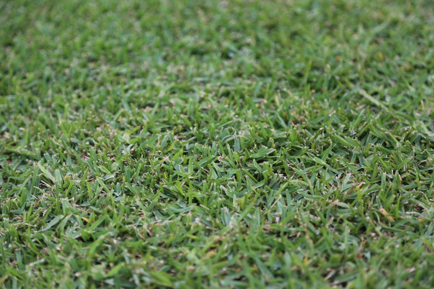 Instant Turf | Make The Right Choice For Your Lawn - StrathAyr