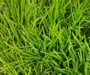 RTF Tall Fescue Lawn Grass Turf - StrathAyr