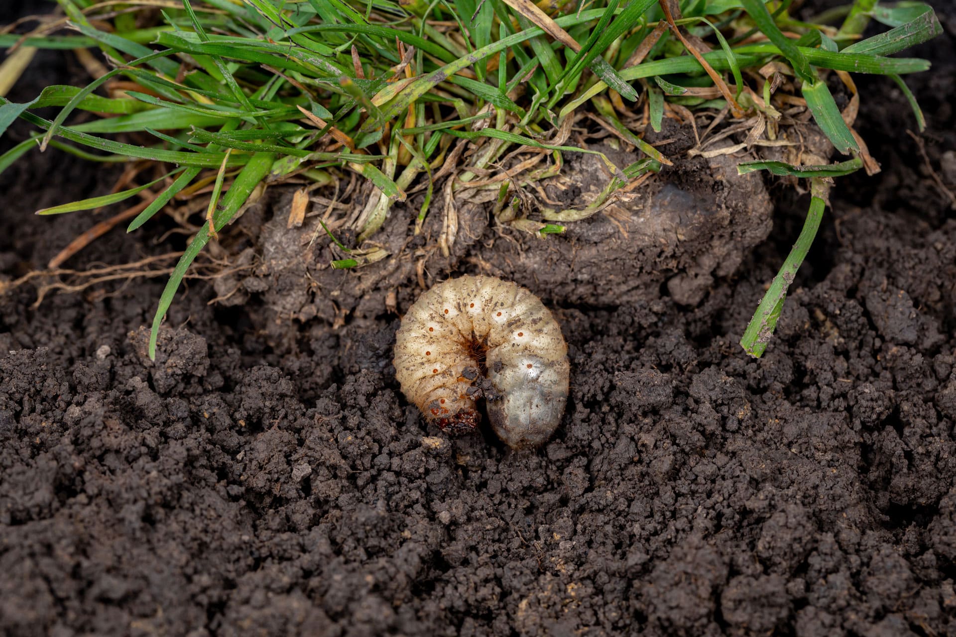 How to Check if You Have Grubs in Your Lawn in VIC & TAS